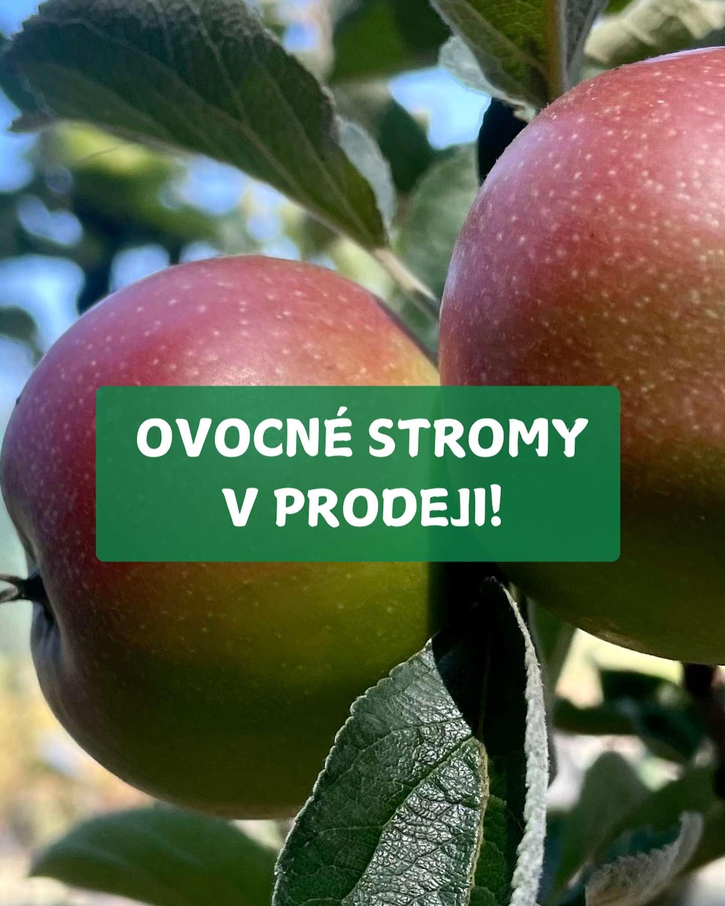 Ovocné stromy už v prodeji! - Zahranictví Tuje